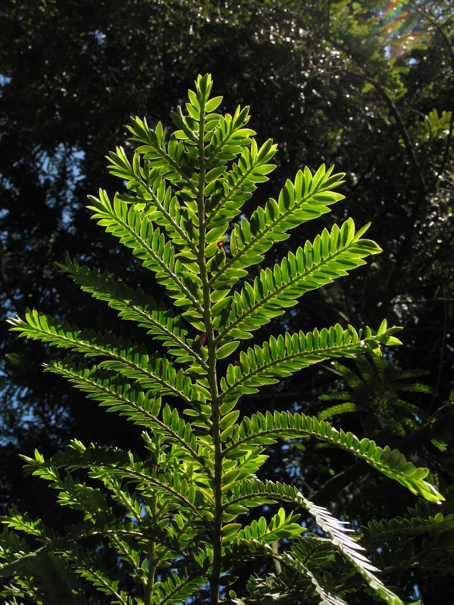 Pino romerón – Explora