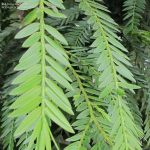 Pino romerón – Explora