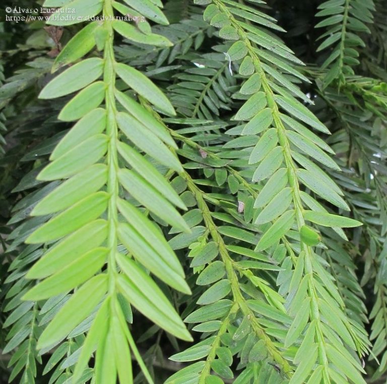 Pino romerón – Explora