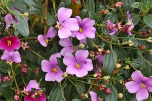 Pino romerón – Explora