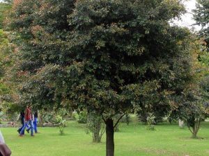 Holly liso – Explora