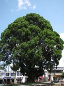 Pino romerón – Explora