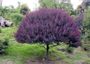 Acacia Morada – Explora