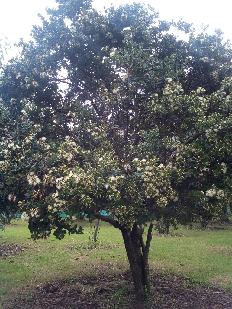 Arrayán negro – Explora