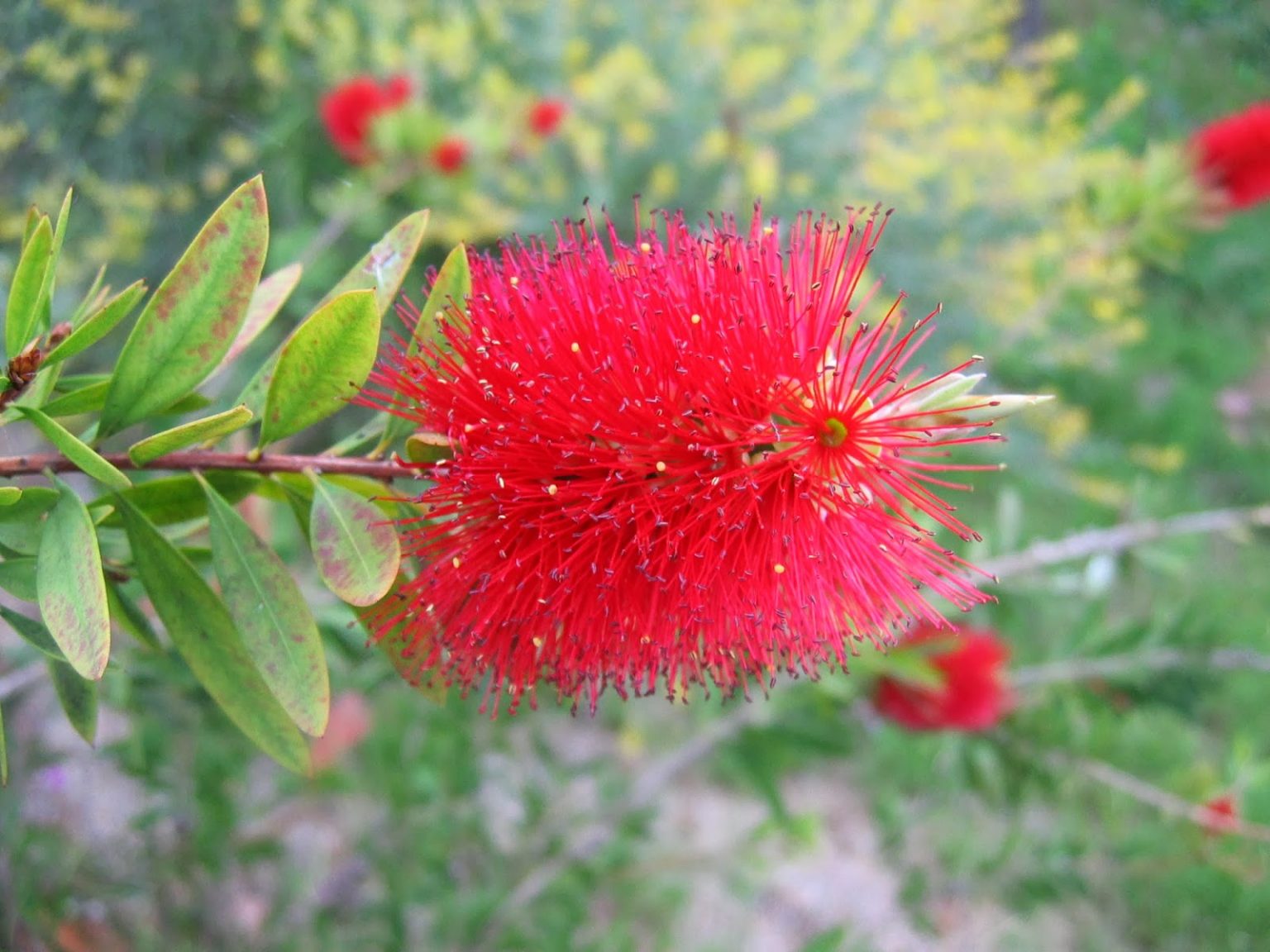 Calistemo – Explora