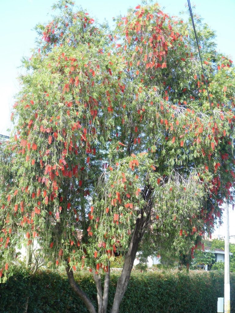 Calistemo – Explora