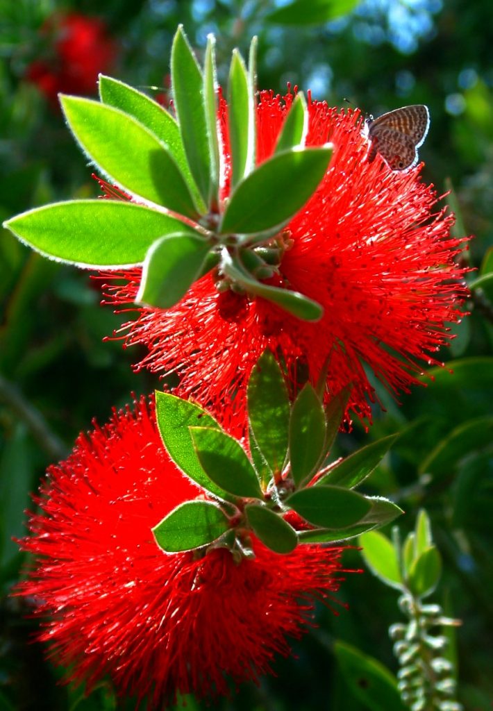 Calistemo – Explora