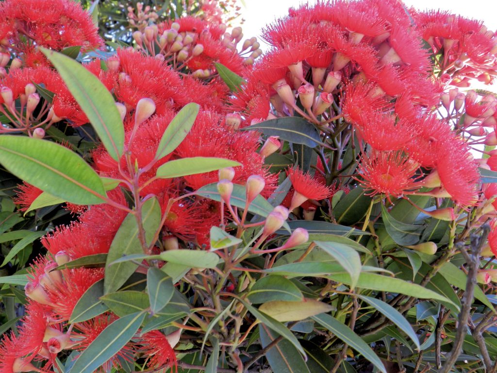 Eucalipto poma rosa – Explora